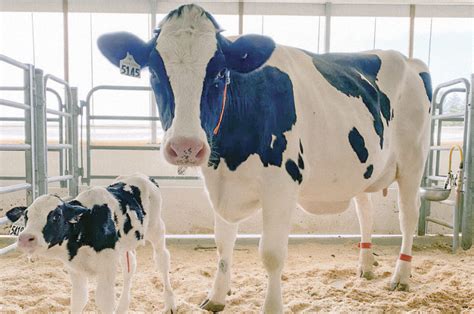 More Milk With Longevity Selecting For Lactation Persistency Ag Proud