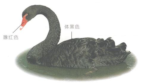 黑天鹅 鸟类 图片
