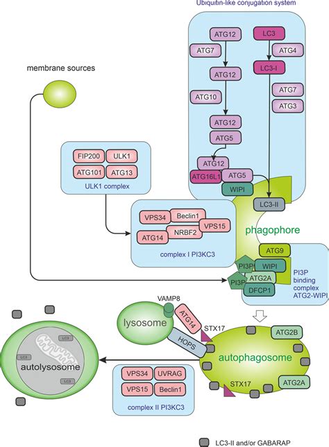 Macroautophagy Pathways The Autophagic Process Is Divided Into Five Download Scientific