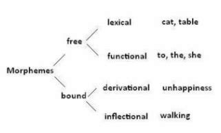 Morphology Teaching Linguistics And English Language Learners