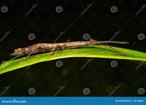 The Phasmatodea In The Nature Habitat Night Photography In Costa Rica