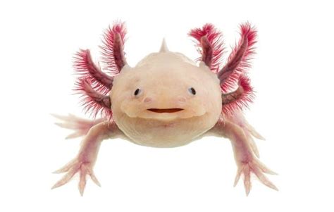 Axolotl Lifespan Amphipedia