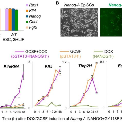 Nanog Amplifies Stat3 Activation Download Scientific Diagram