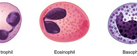 What Is The Difference Between Cell Organelles And Cell Inclusions