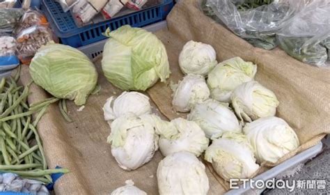 高麗菜價揚現搶種潮 9月起栽種量逼近「超種紫爆」 Ettoday生活新聞 Ettoday新聞雲