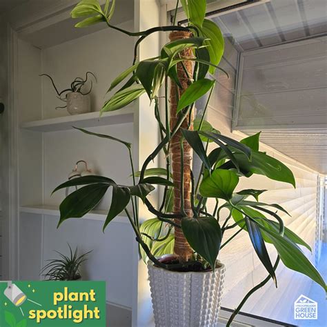 The Epipremnum Pinnatum Is Also Called A Dragon Tail Plant For An Obvious Reasonthe Shape Of