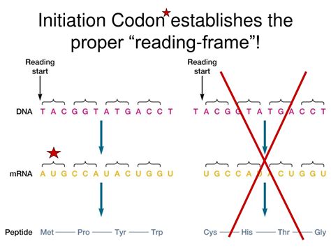 Ppt Transcription Powerpoint Presentation Free Download Id9231895
