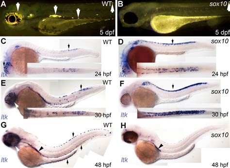 Iridophore Phenotype And Ltk Expression Patterns In Sox10 Mutants A Download Scientific
