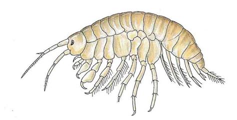 What Is A Scud — No Kype