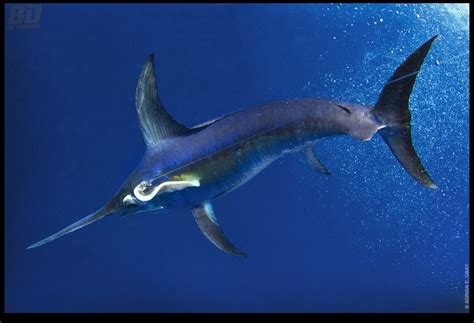 Chasing Swordfish In Cabo As I See It By Captain Steve Lassley