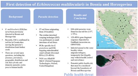 First Detection Of Echinococcus Multilocularis In Bosnia And