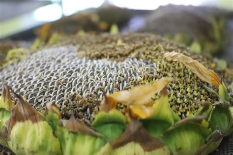 بنك البذور البلدية Local Seed Bank Home