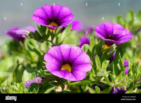 Calibrachoa Callie Dark Blue Calibrachoa Cal Darblu Royal Blue