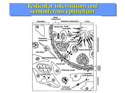 Ppt Inflammation And Male Reproductive Function Powerpoint