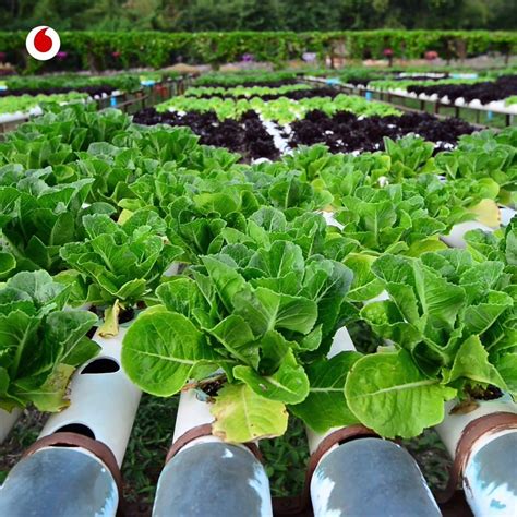 Hidroponia El Cultivo Del Futuro Es Una Técnica Ancestral El Futuro