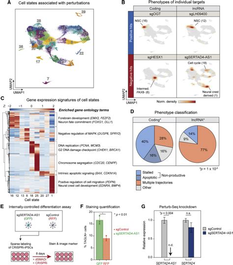 Dual Genome Wide Coding And Lncrna Screens In Neural Induction Of