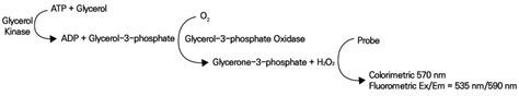 Atp 농도를 결정하는 강력하고 간단한 방법 Picosens™ Atp Assay Kit 연구용제품 Bio마켓 Bric