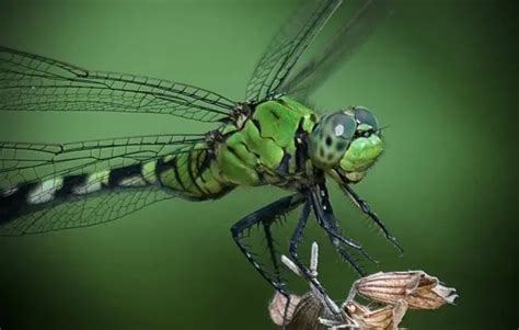 Dragonfly Color Symbolism 13 Different Colors Of Dragonflies And Their