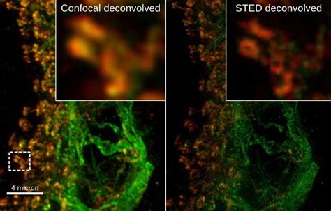 Microscopyart Scientific Volume Imaging