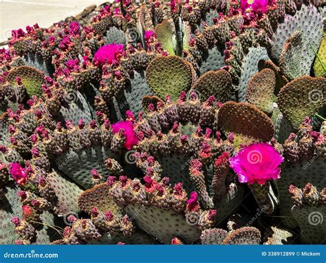 Cactus Beavertail Prickly Pear In Full Pink Bloom Opuntia Basilaris