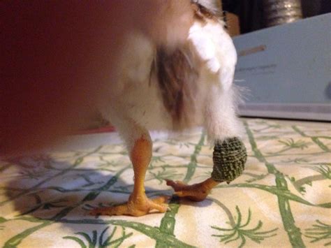 Broken Leg Or Slipped Tendon