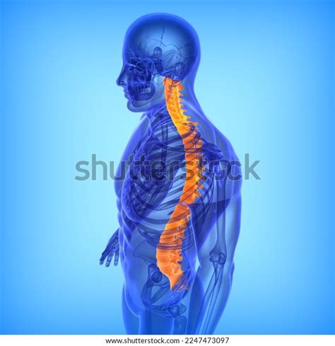 Human Vertebral Column Bones Anatomy Medical Stock Illustration
