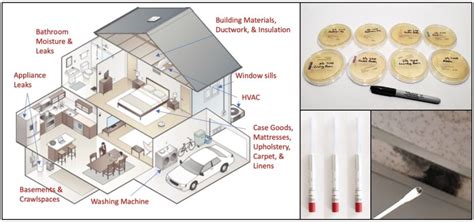 Diy Mold Testing For Entire Home Mold Plate Testing With Purpose