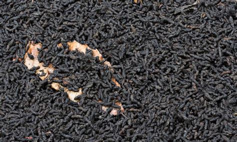 Mouse Droppings Images Identification Dangers And Safe Removal Guide