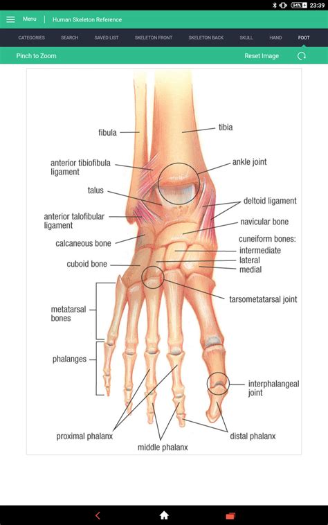 Android 용 Human Skeleton Reference Guide Apk 다운로드