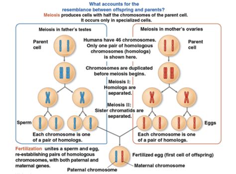 Meiosis And Sexual Life Cycles Ch 13 Flashcards Quizlet