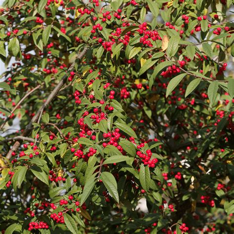 Moon Valley Nurseries