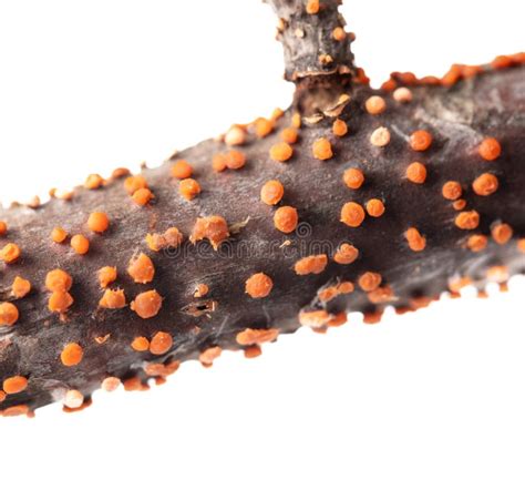 Disease On A Tree Branch Isolated On A White Background Stock Image