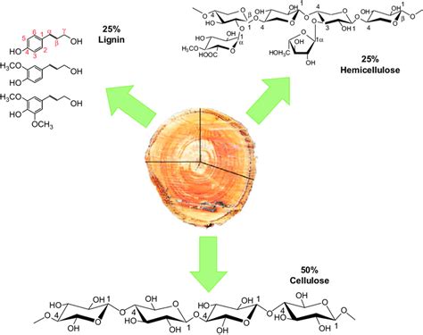 What Is The Molecular Structure For Wood At Bianca Lovett Blog