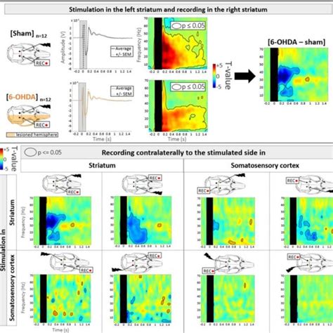 Effect Of Electrical Stimulation On Induced Oscillations The Top Panel Download Scientific