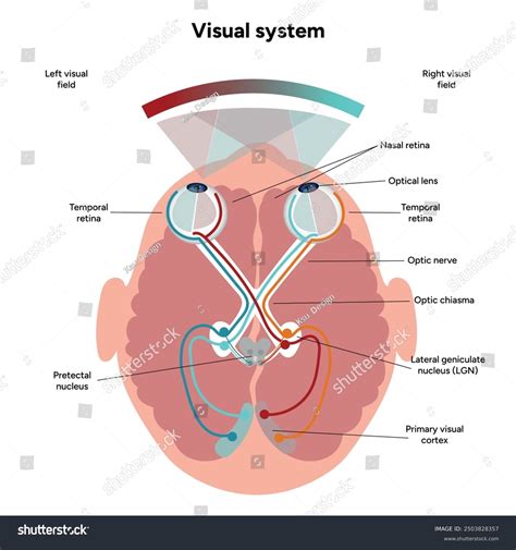 suprachiasmatic nucleus hypothalamus human visual system stock vector royalty free 2503828357