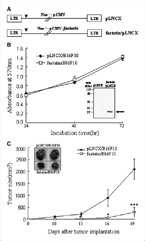 Fastatin Inhibits Tumor Growth A Preparation Of Retroviral Vectors
