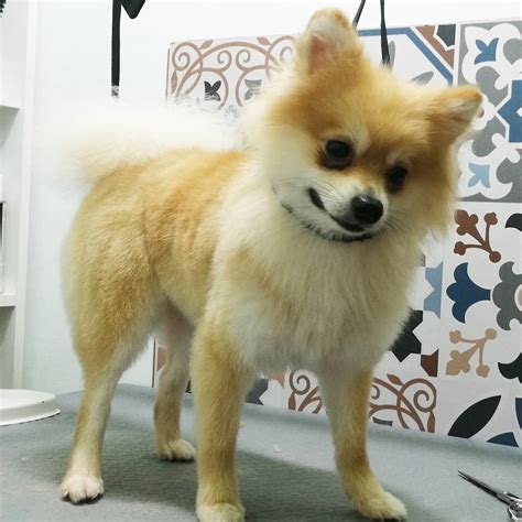 Груминг салон за домашни любимци Алекс груминг студио Home Facebook