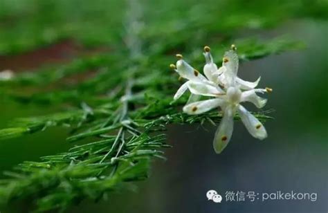 美圖丨你見過文竹開花麼太漂亮了 每日頭條