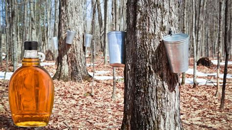 Maple Syrup Producers See Early Start To Tapping Season In Ontario
