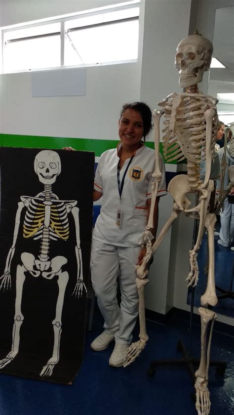 Exposición De Anatomía Esb Escuela De Salud De Bogotá