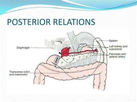 Gastric Outlet Obstruction Ppt