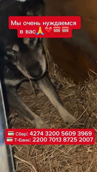Больше не откуда ждать помощи 😭🙏🆘🆘 спасение собака помощь приют топ собаки любовь зима