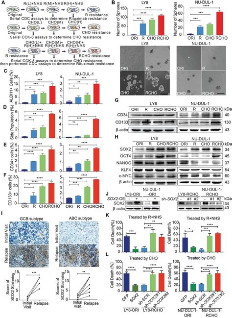 Resistant Dlbcl Cells Displayed Stem Like Features And Their Resistance