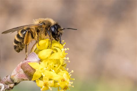 Von wegen Bienensterben Population wächst seit Jahren