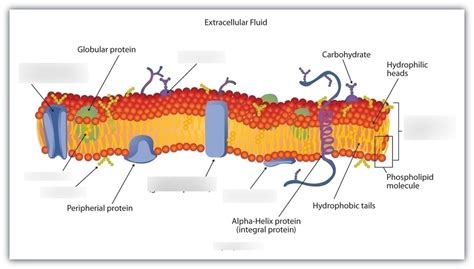 Diagram The Fluid Mosaic Model Of The Cell Membrane Cell Me