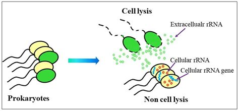 Extracellular Rrna Provides A Window On Taxon Specific Microbial Cell Lysis Research