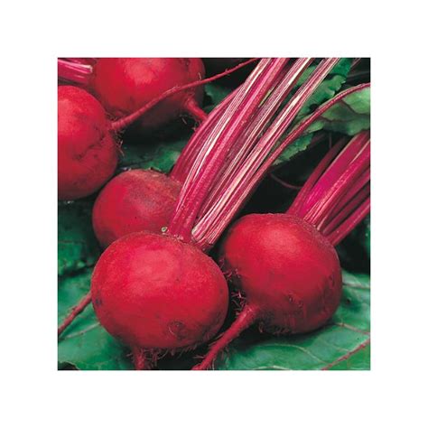 Mr Fothergills Beetroot Boltardy Seeds
