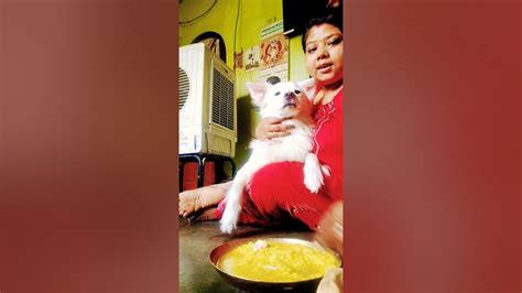 Ag Garmi Lag Rahi Hai Pankha La Dijiye Na Funny 🐕shortjojo