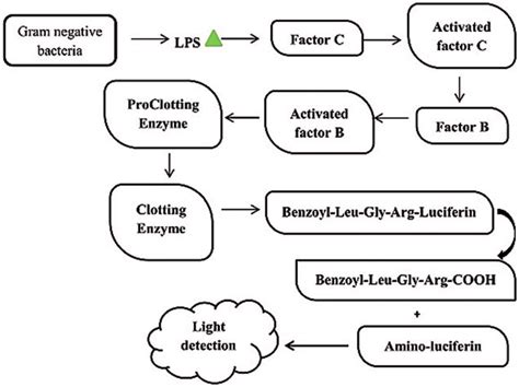 The Principle Of Endotoxin Detection By Bioluminescence Download