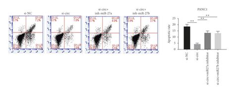 The Anticancer Function Of Hsacirc0000994 Depends On Its Regulation